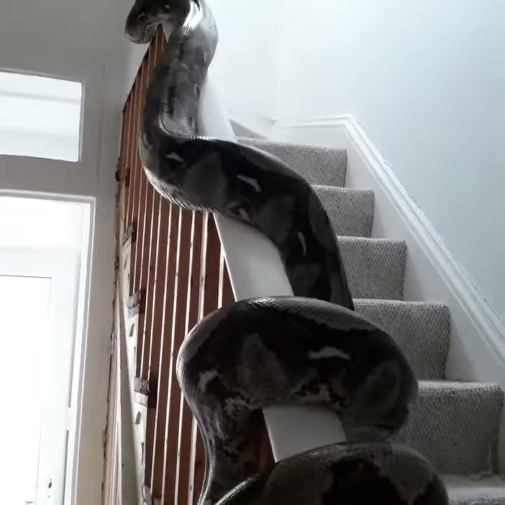 Reticulated python climbing the bannister - YouTube