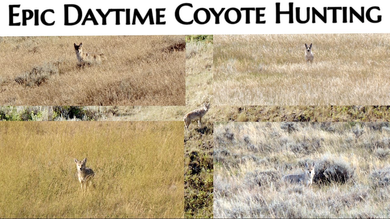 Five Coyotes Down | Family Hunting Episode 3 | 6MM ARC | Summer 2024 ...
