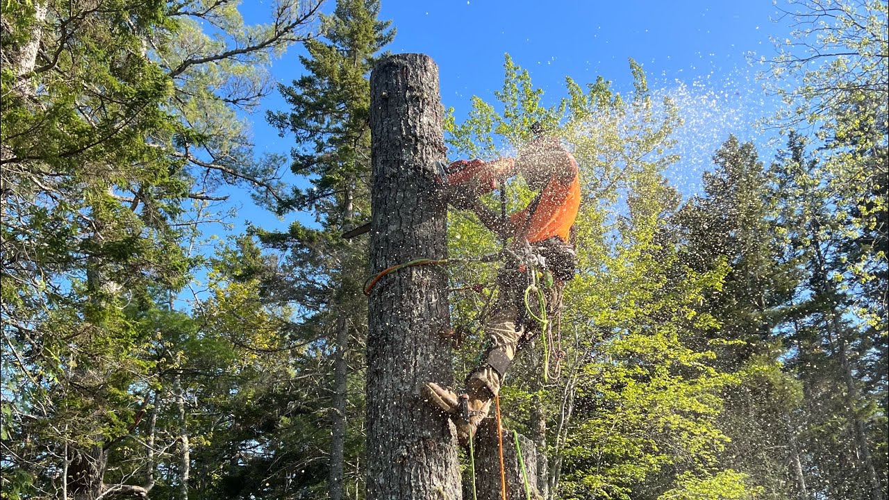 1st year climber. Tree removal in machiasport maine. Enjoy and critics ...