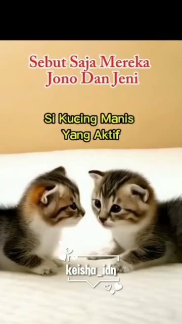 Two Cute Cats Jono and Joni || The Sweet Cat 🐈😺 #fypyoutube #fypシ゚viral ...