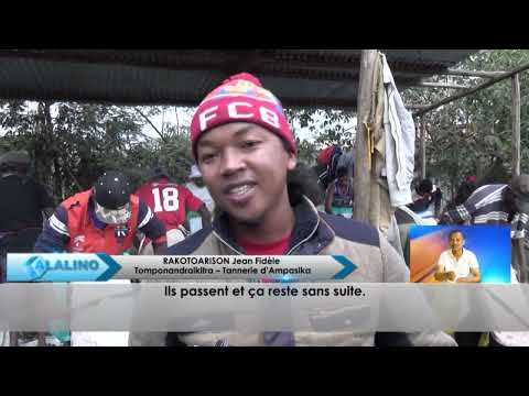 ALALINO HODITR'OMBY DU 13 AOUT 2023 BY KOLO TV