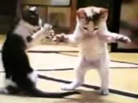 Göbeğini sallayan kedi