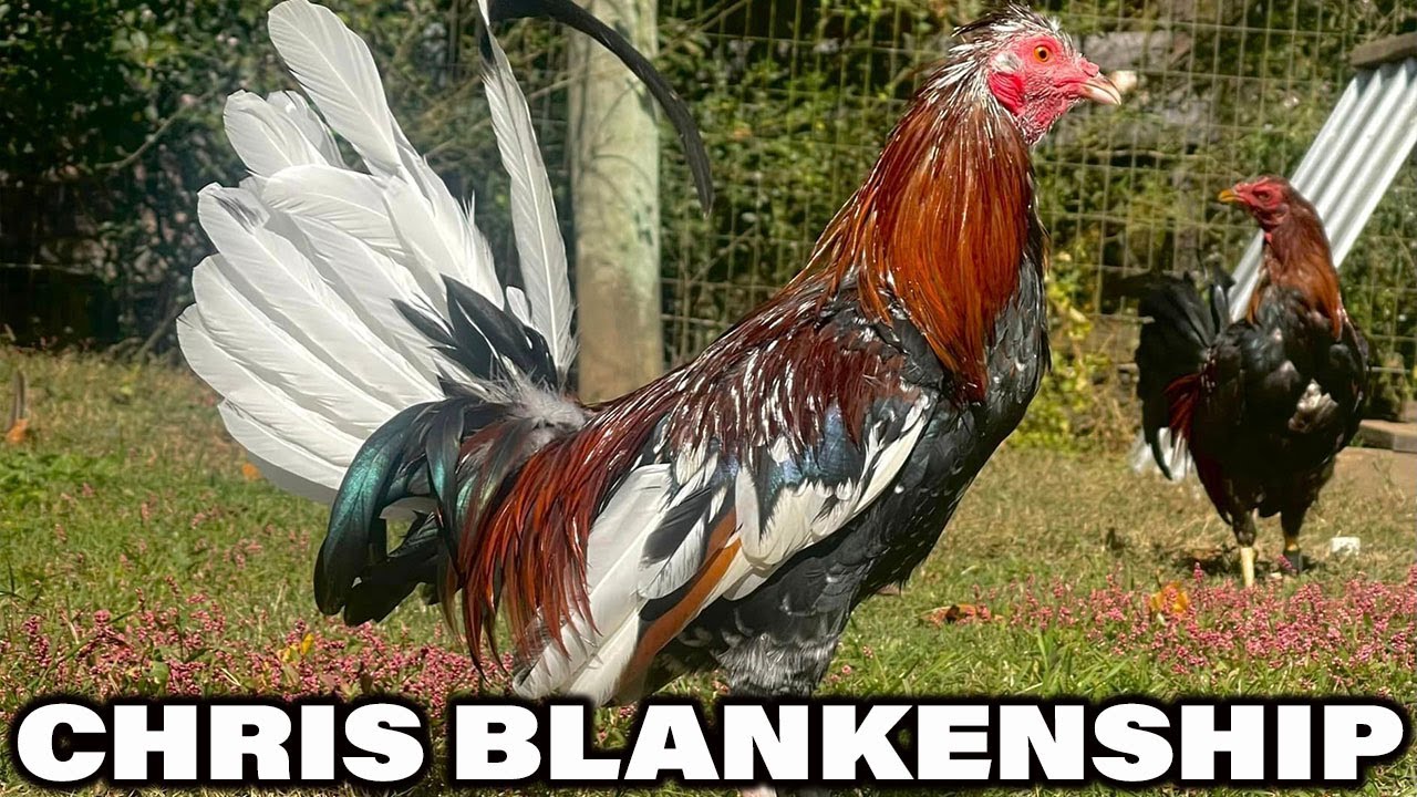 Beautiful Birds Pure Kent Mug Spangled Toppy Grey Muff - Chris ...