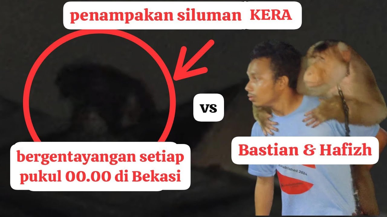 ini dia monyet beruk siluman yang berbulan bulan bergentayangan di ...