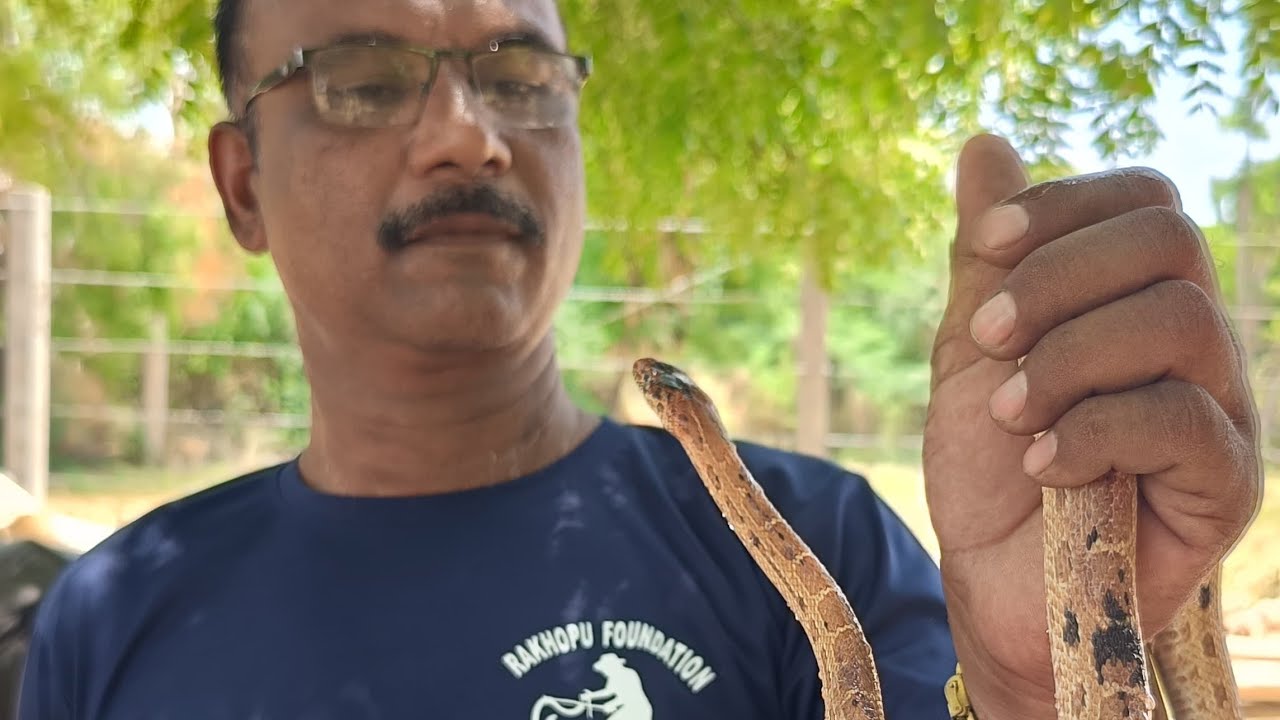 ગોરા સાપ નુ (Royal snake) જોખમી રેસ્કયુ કરી જંગલ મા છોડ્યો ...