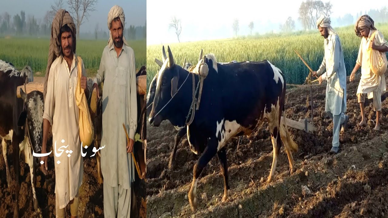 kisan kam karte howe farmer on the works village life Kissan company ...