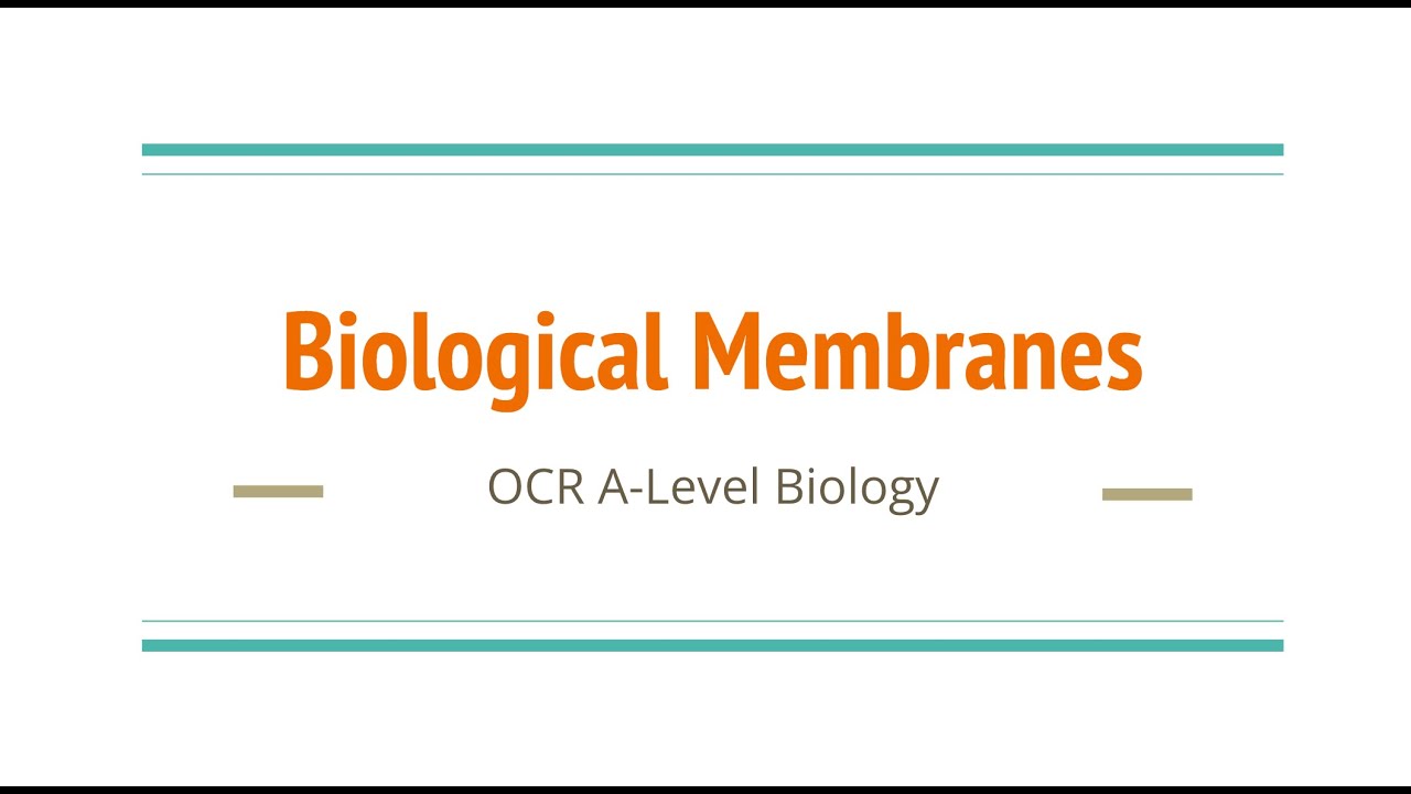 Biological Membranes (A-Level Biology) - YouTube