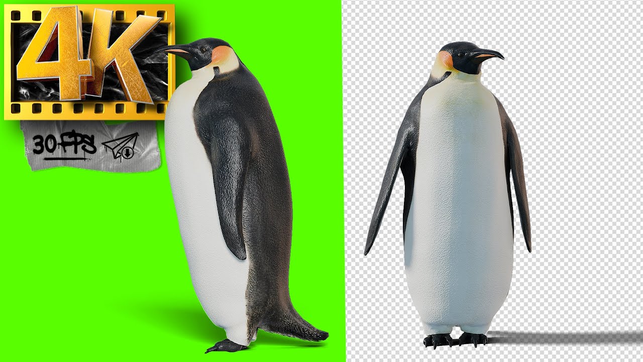 Emperor Penguin | 3D Animals on Green Screen - Footage 4K - YouTube