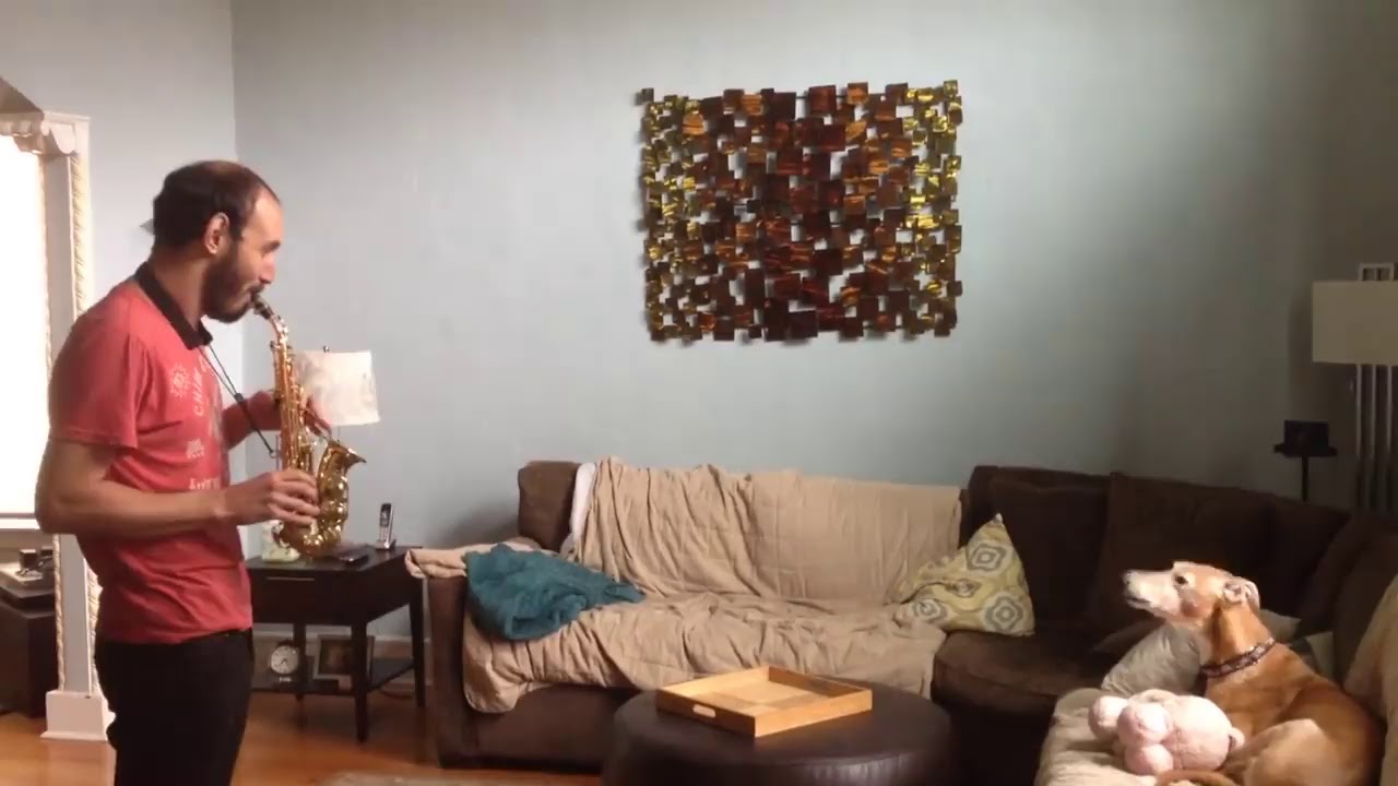 Sax battle against dog! Hilarious - YouTube