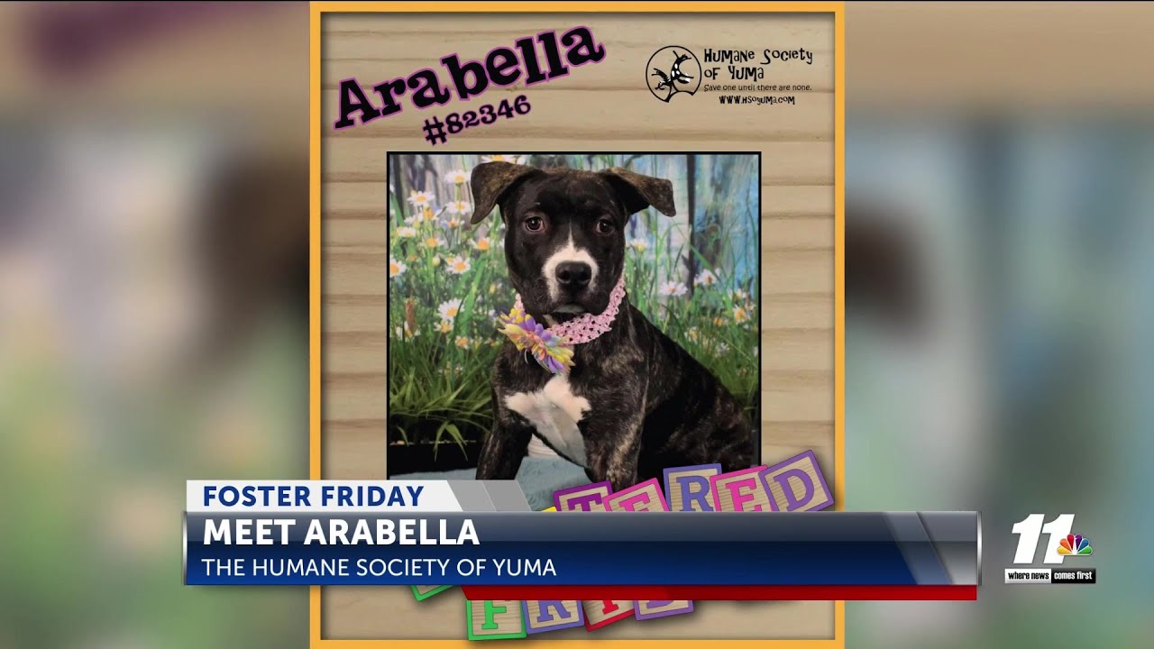 Foster Friday: Meet Arabella - YouTube
