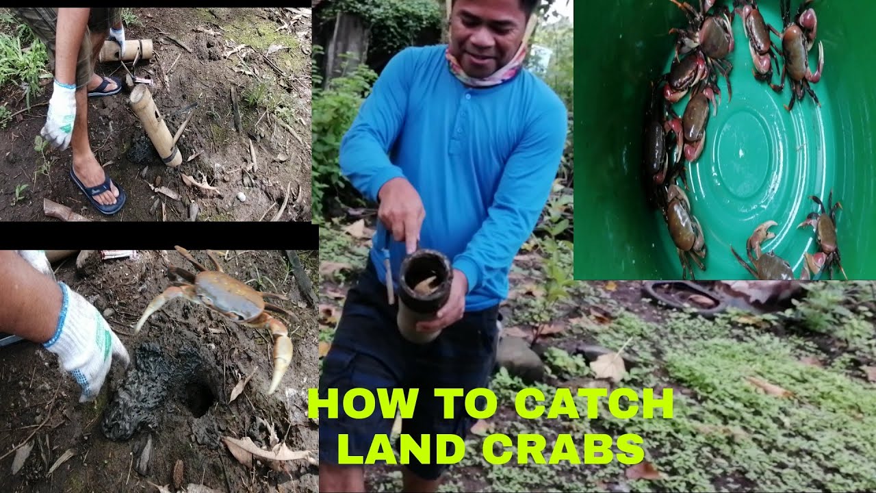 CATCH LAND CRABS | USING BAMBOO TRAPS... - YouTube