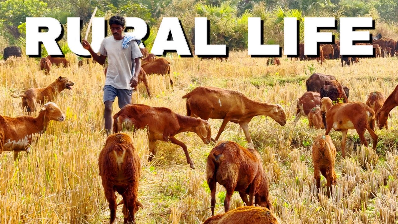 Discover the beauty of the Rural Life | A journey through the rural ...