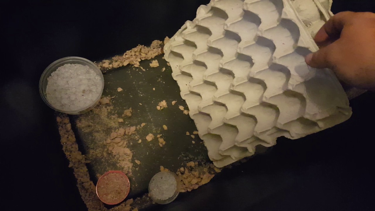 Discoid roach colony - YouTube