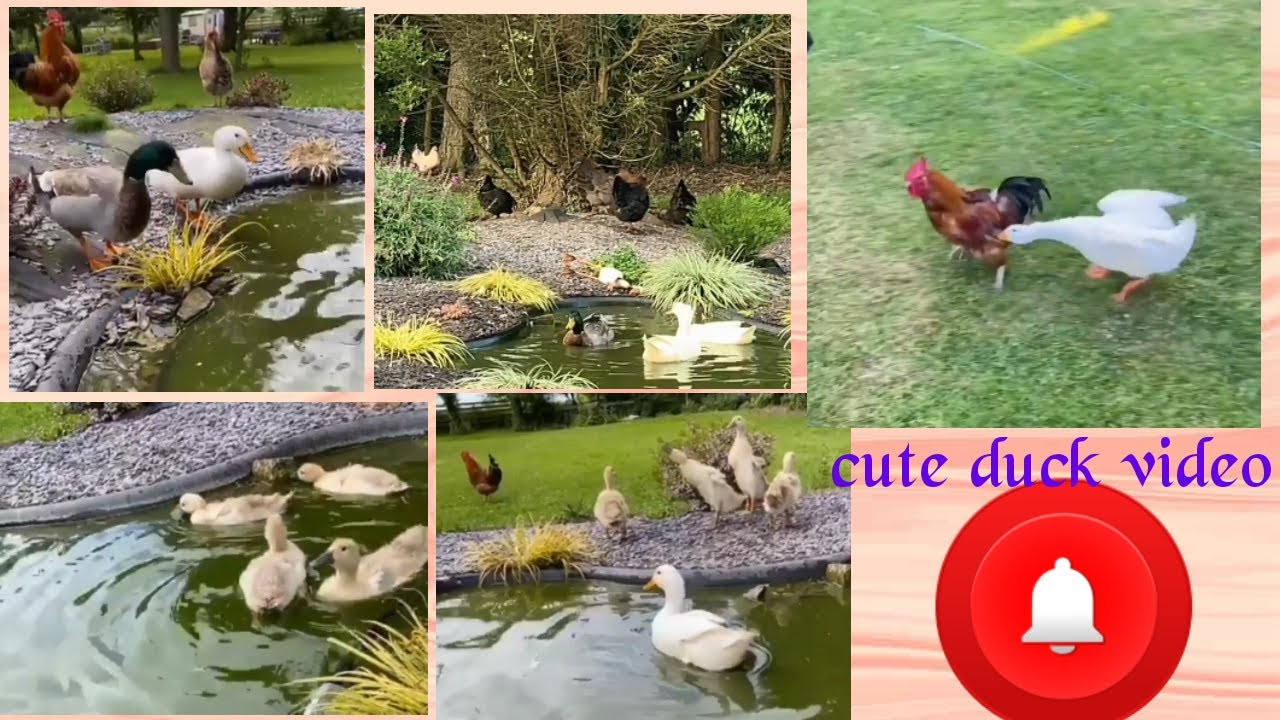 Cute ducks video/New Entertainment Videos - YouTube