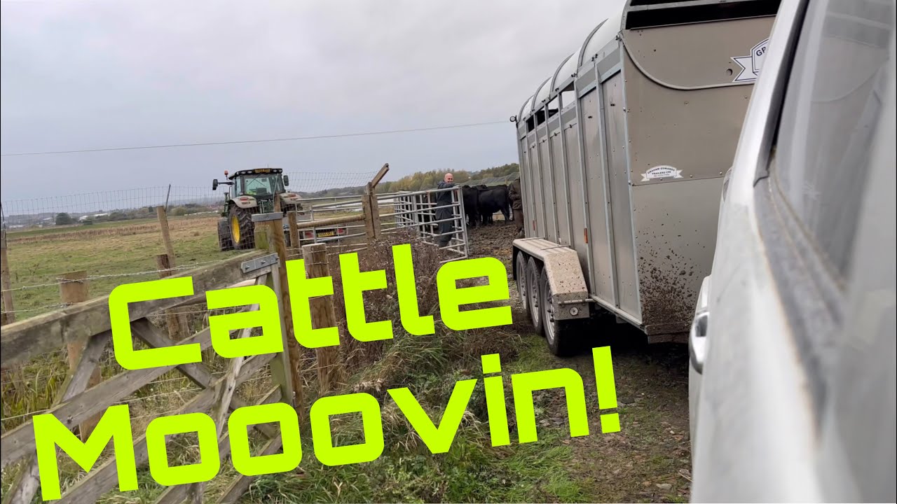 Fetching Cattle in from Grass, Will They Behave? Big Day! - YouTube