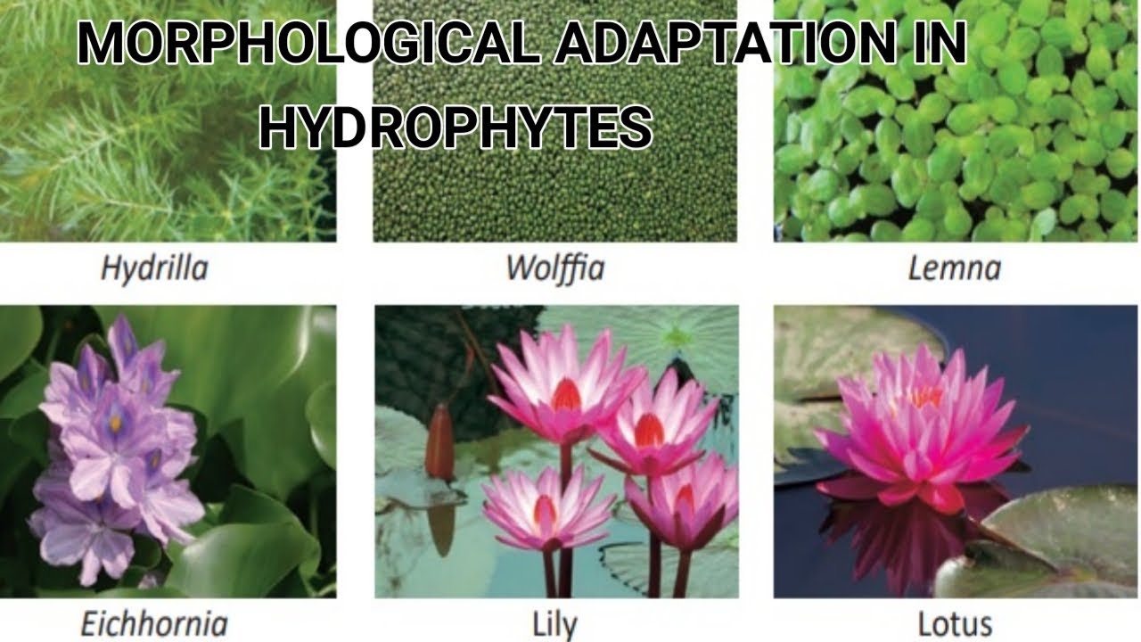 MORPHOLOGICAL ADAPTATION IN STEMS AND LEAVES OF HYDROPHYTES (PART - 3 ...