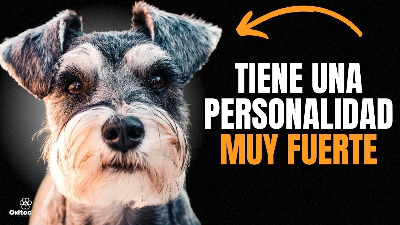 ¿Conoces al Schnauzer? Te contamos 9 cosas que te harán respetar y ...