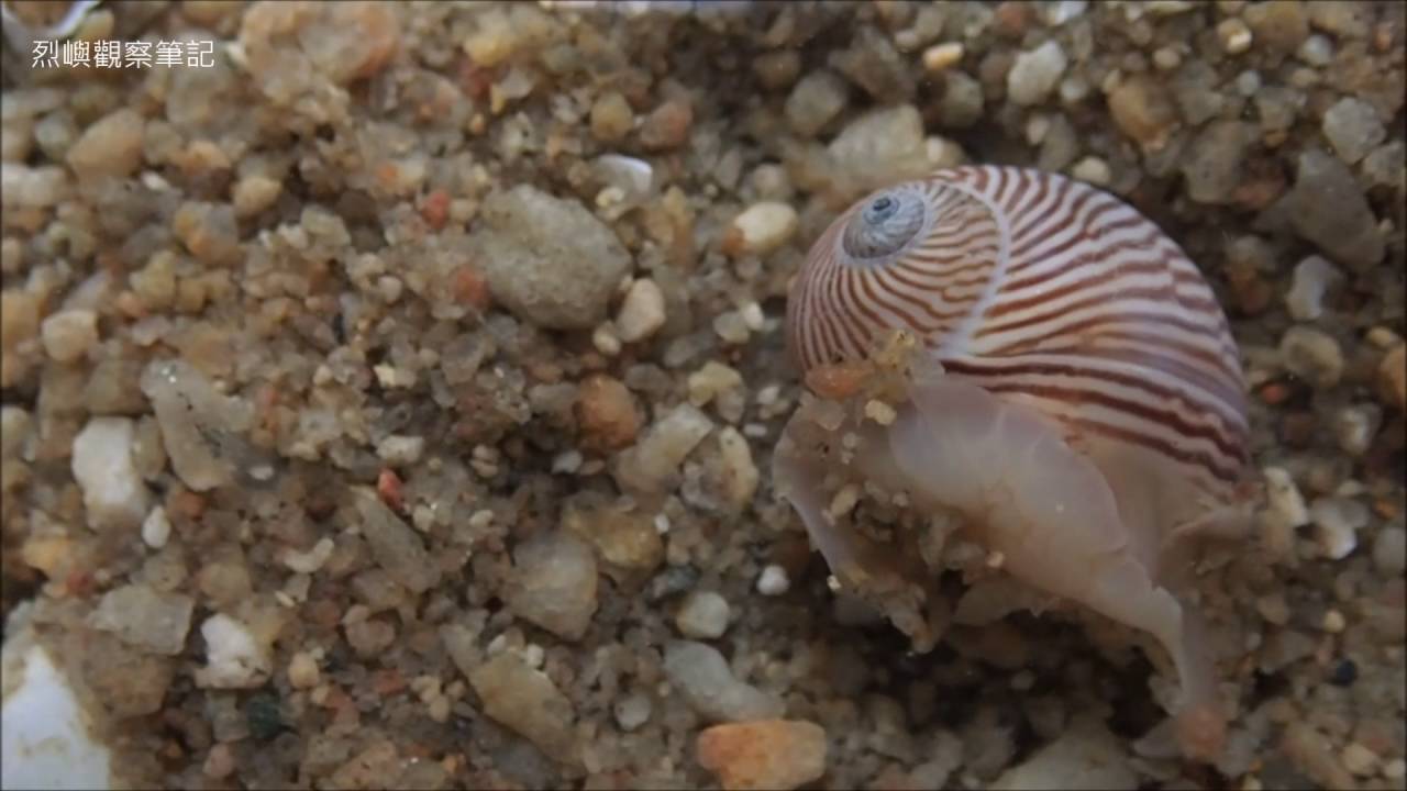 細紋玉螺 Natica lineata - YouTube