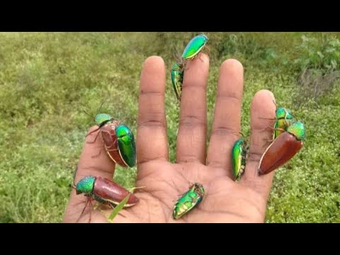 ಜೀರ್ಜಿಂಬೆ ಹಿಡಿಯುವುದು | Sternocera Aequisignata Hunting | ಕೆಂಪು ಬಣ್ಣ ...