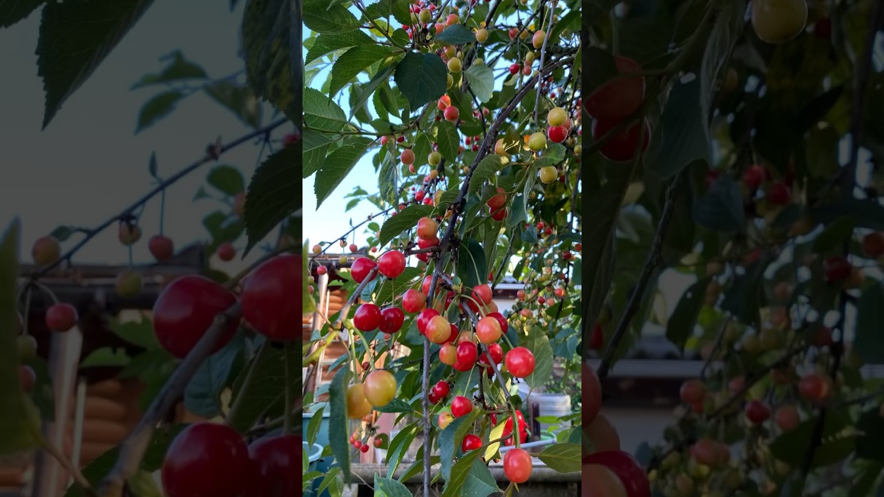 Our sour cherry tree / cherry Asam manis kita lebat buah nya #cherry # ...