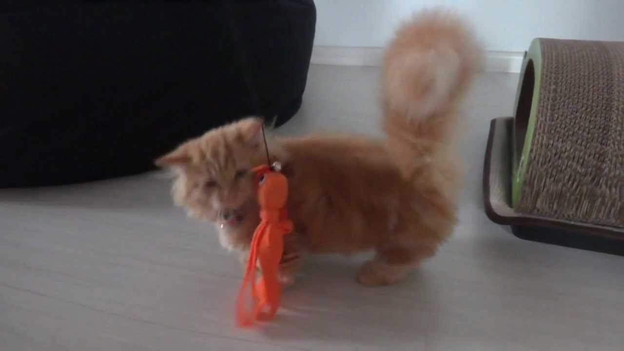 Ginger Munchkin Cat Playing! - YouTube