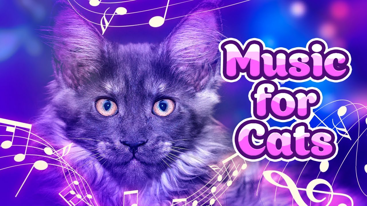 528 Hz Deep Healing Music for Anxious Cats (with ocean sounds) ♬ Music ...