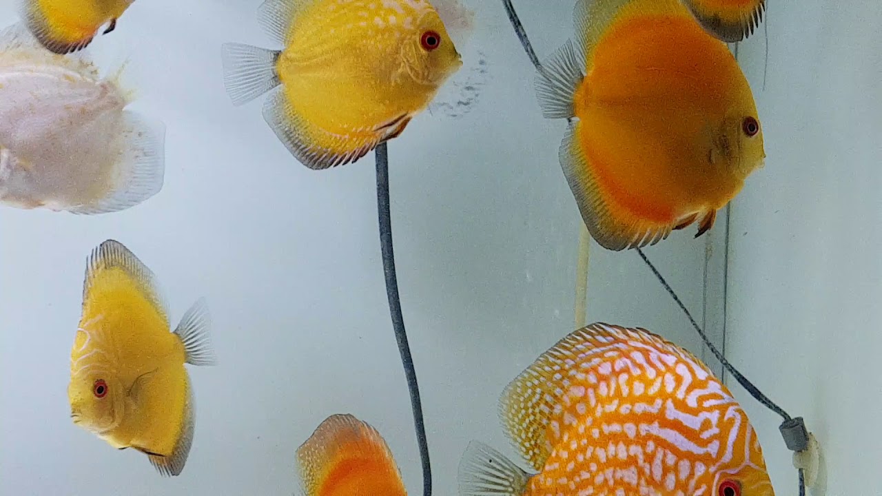 My Discus Fry 1 year old and 8 month - YouTube