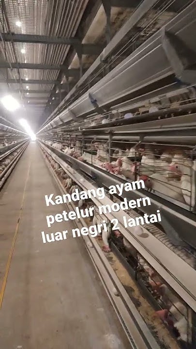 Kandang Ayam Petelur Modern - YouTube