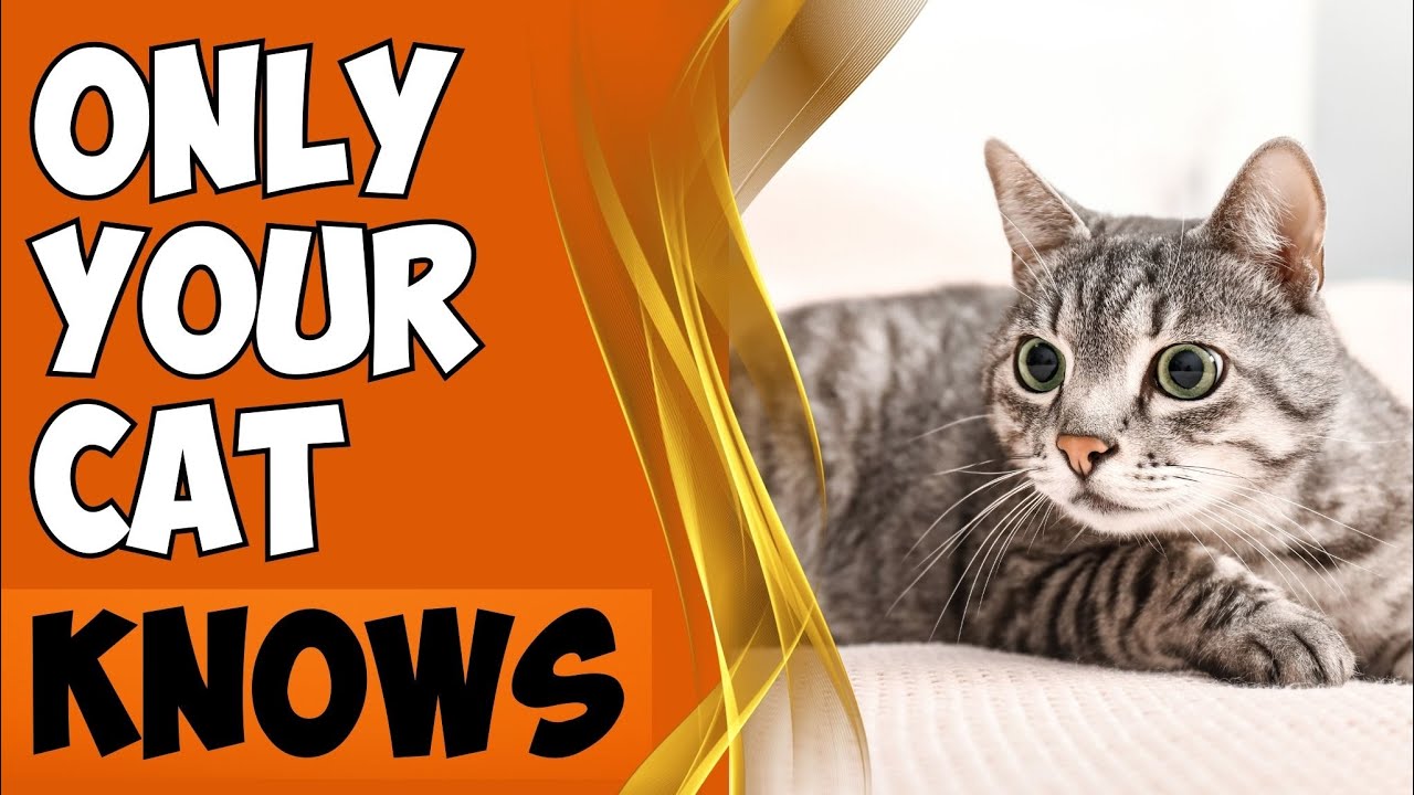 10 SECRETS Your Cat KNOWS About YOU! 🔥 - YouTube