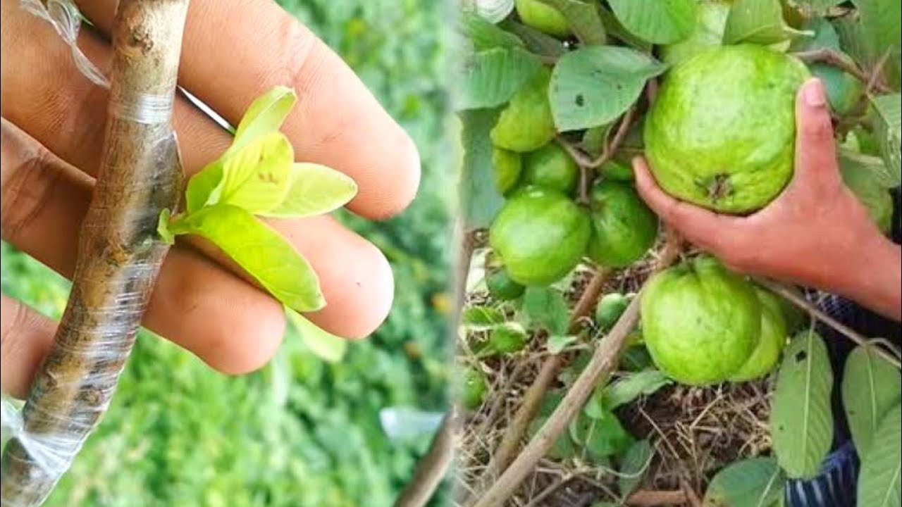 How to grow guava tree, Grafting guava tree with banana - YouTube