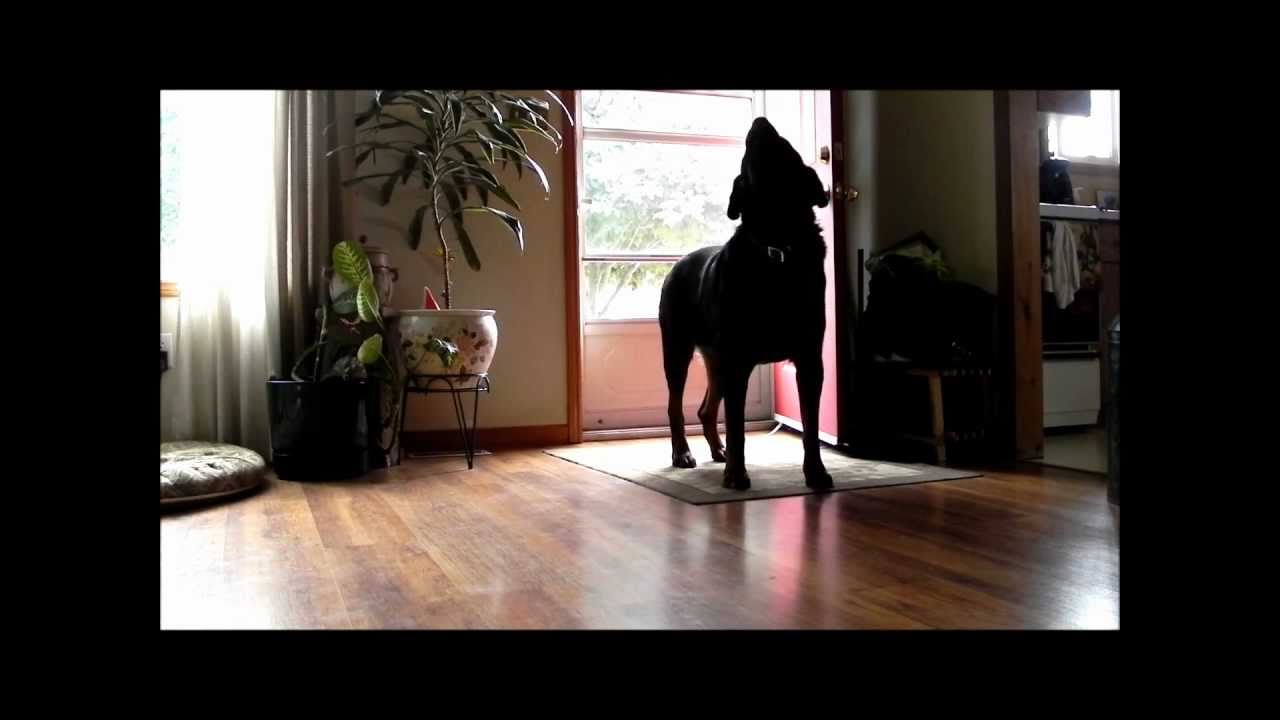 Rottweiler Howling At Siren - YouTube