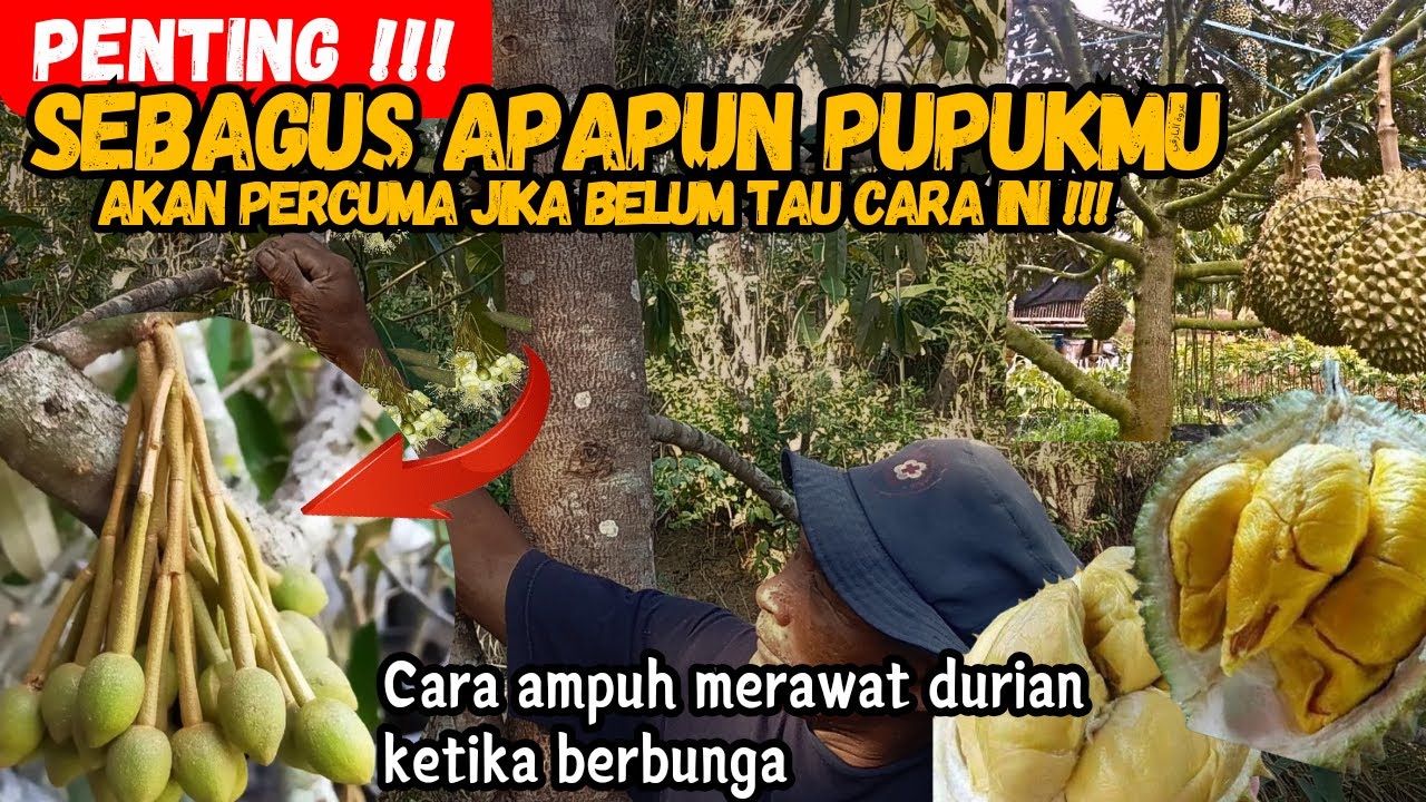 KENAPA BUNGA DURIAN MUDAH RONTOK ??? SALAH PUPUK ??? SEMUA TERJAWAB ...