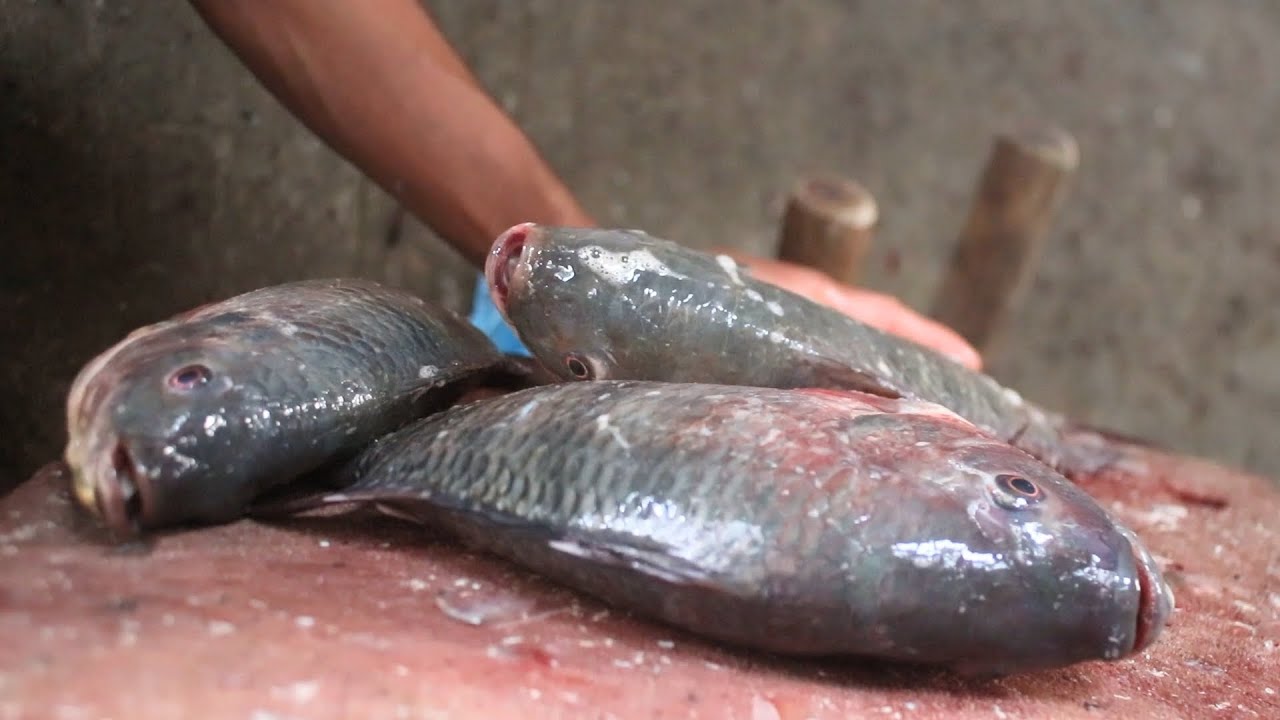 3 Tilapia Fish Cutting Within 3 Minutes | Deshi Fish Cutting Video ...