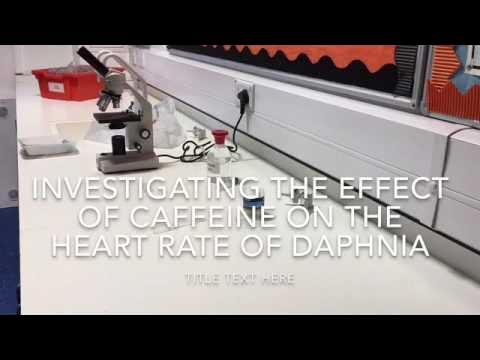 Investigating how caffeine effects the heart rate of daphnia - YouTube