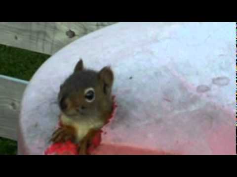 Indecisive Squirrel with music - YouTube