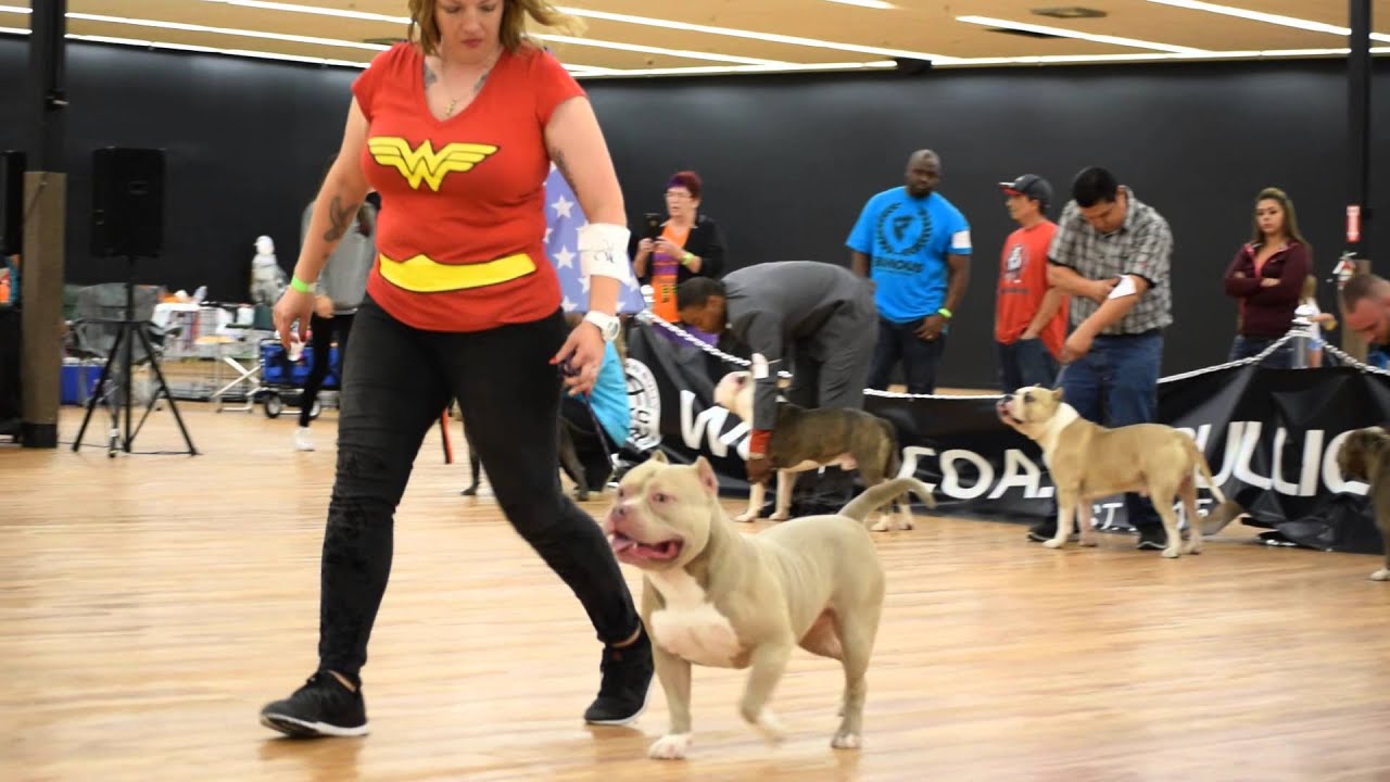 West Coast Bullies Show , American Bully show 4 - YouTube