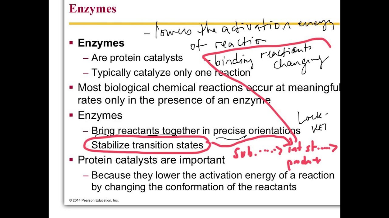 Chapter 8 Enzymes - YouTube