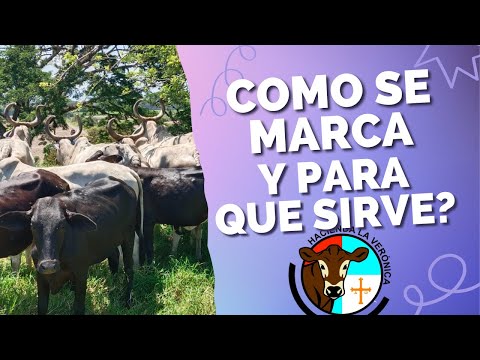 COMO SE MARCA EL GANADO Y PARA QUE SIRVE - YouTube