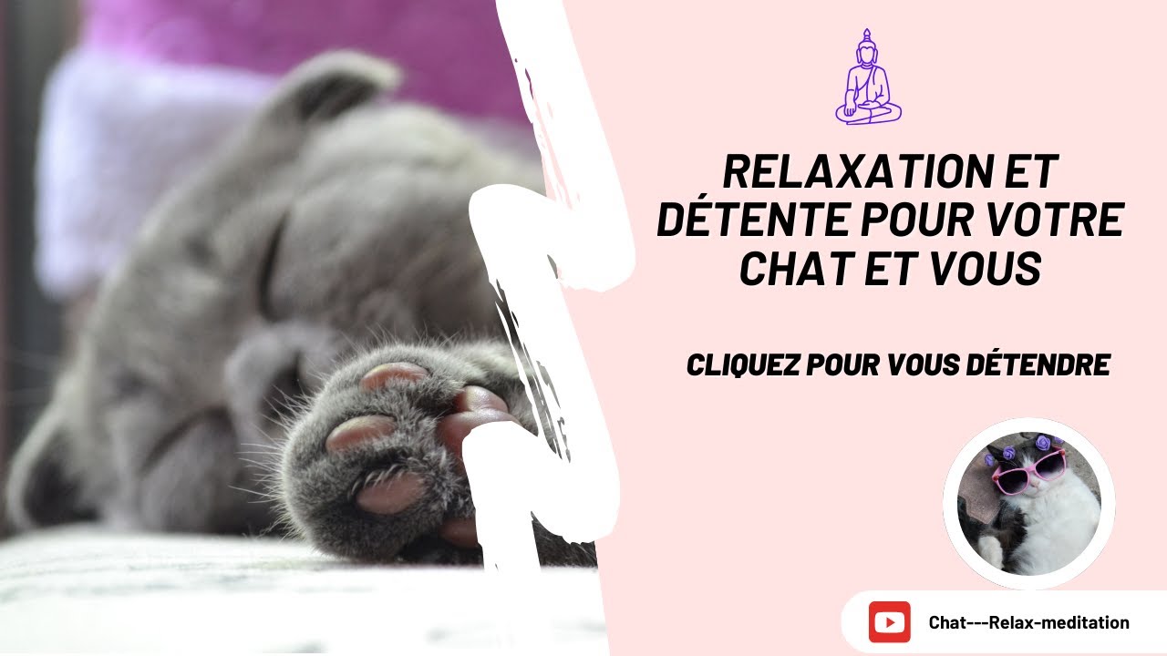 Relaxation avec Chats - Musique Zen et relaxation pour Méditation et ...
