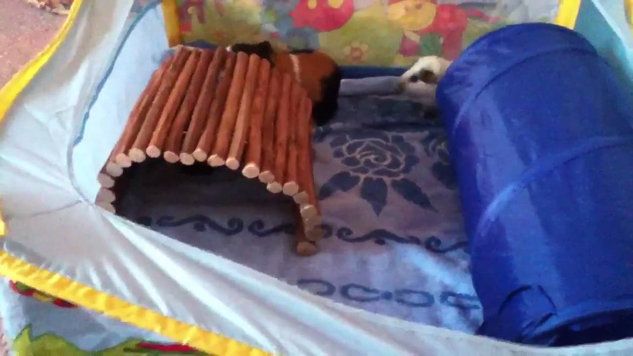 Guinea pig floor time : indoor play pen - YouTube