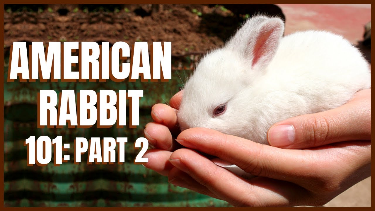 American Rabbit 101: Part 2 - YouTube
