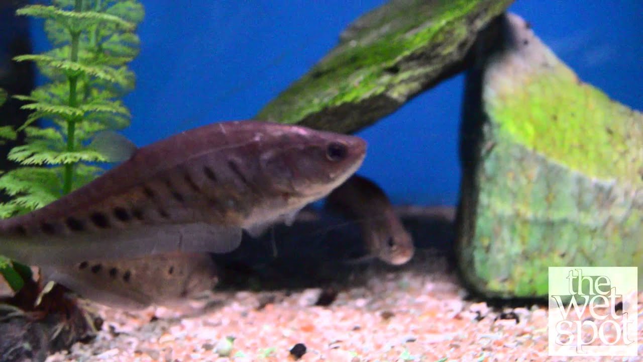 Clown Knife Fish (Chitala ornata) - YouTube