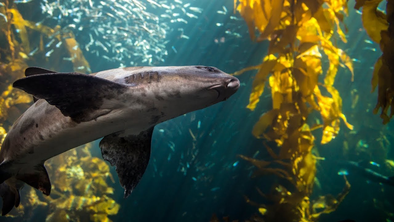 Our Leopard Sharks Are Ready For Their Close ups YouTube our-leopard-sharks-are-ready-for-their-close-ups-youtube