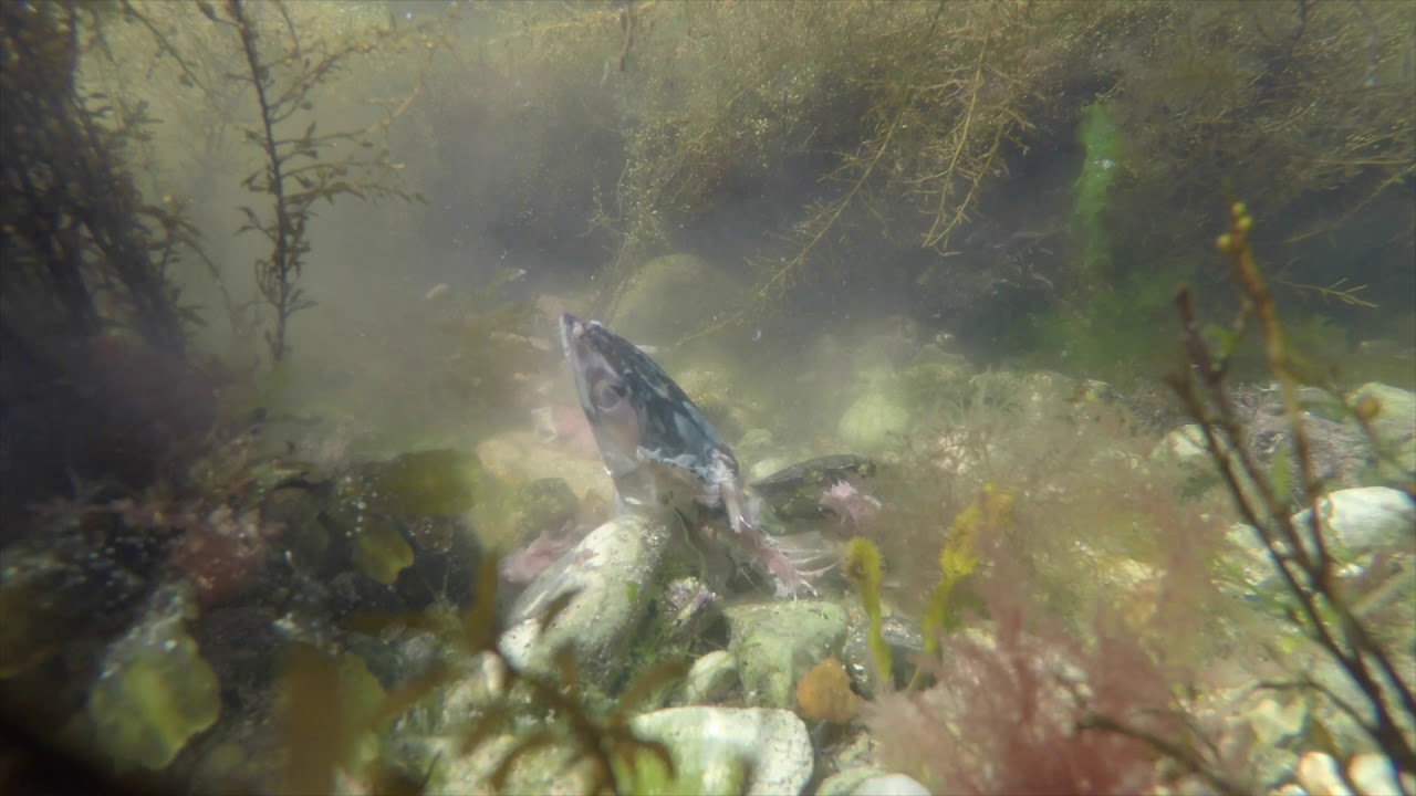 Underwater life in Isle of Portland - YouTube