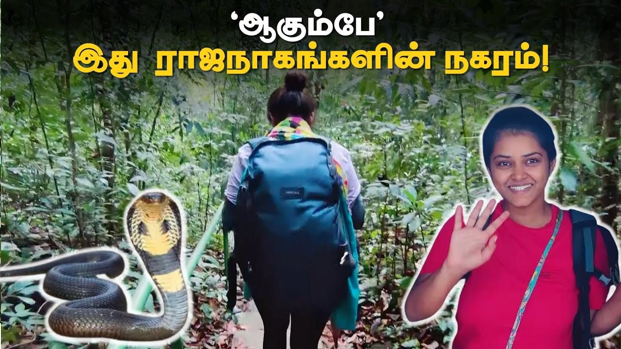 The King Cobras of Agumbe: A Wildlife Adventure | ஆகும்பே பயணம் ...
