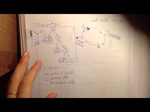 Stem cells and labile stabile permanent cells - YouTube