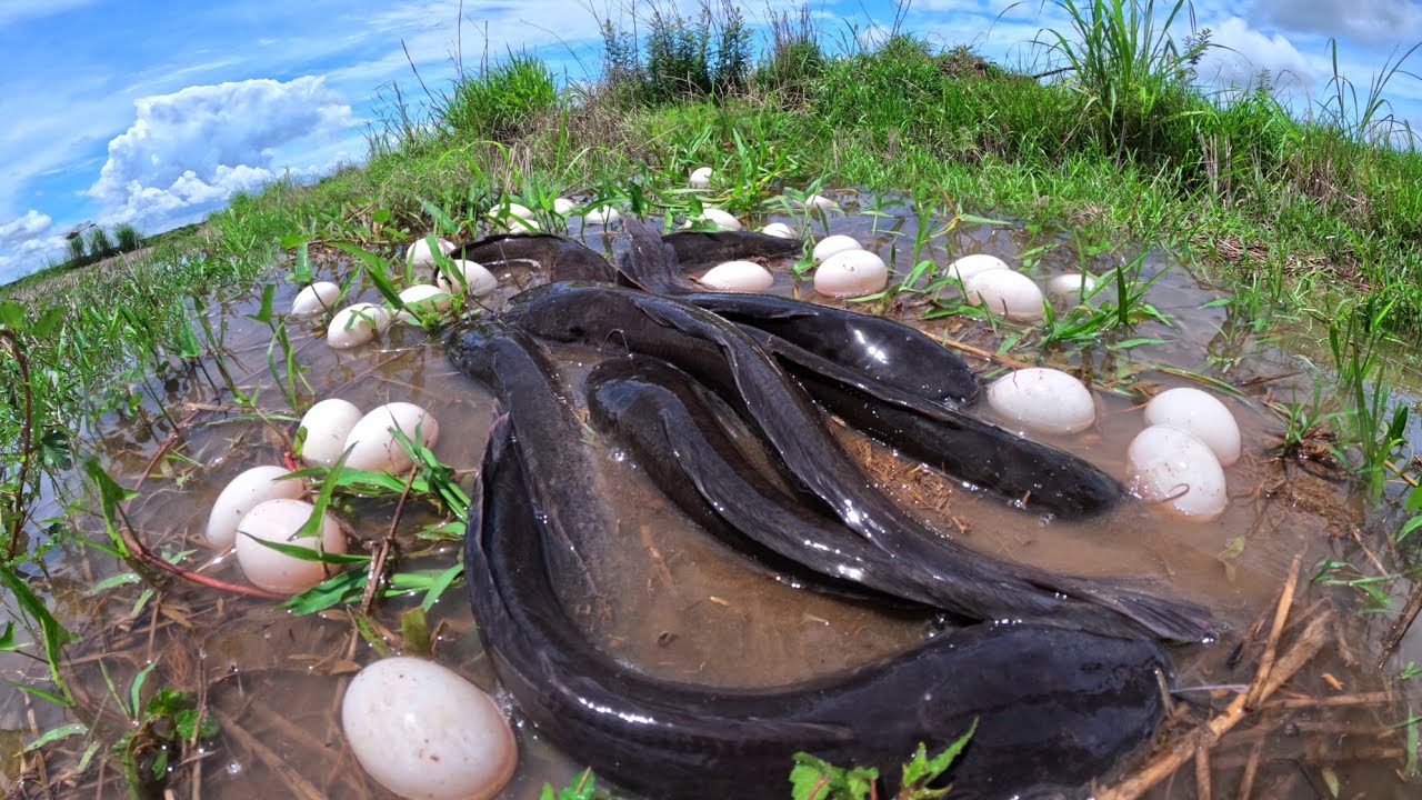 wow bast hand fishing! a lot of duck eggs ln the rice field and catch ...