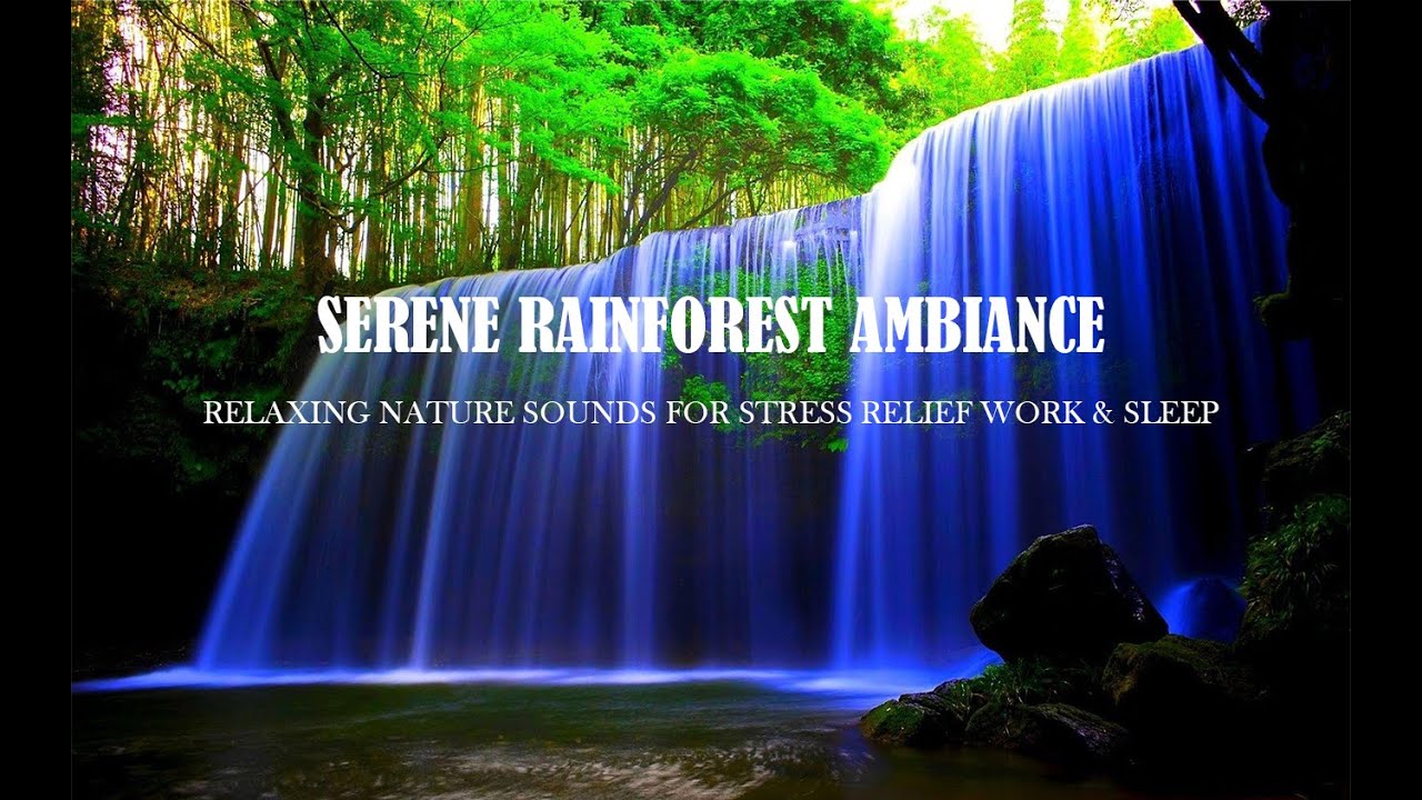 Serene Rainforest Ambiance | Relaxing Nature Sounds for Stress Relief ...