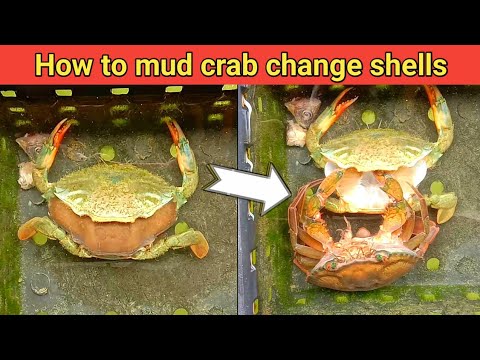 How to soft mud crab change shells| Soft shell mud Crab farming.Daily ...