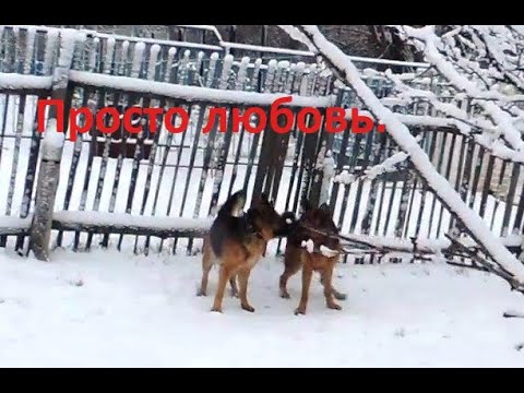 Вязка собак по любви получилась!